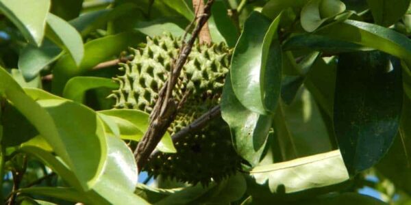 11 Benefits Of Guyabano Leaves Tea | Rokmer Pharma Ltd